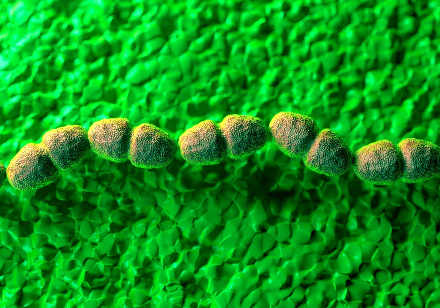 ¿Las bacterias intestinales pueden aumentar el riesgo de infecciones ...